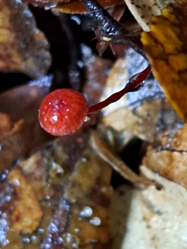 ruby bonnet from Balook VIC 3971, Australia on May 17, 2025 at 12:08 PM ...