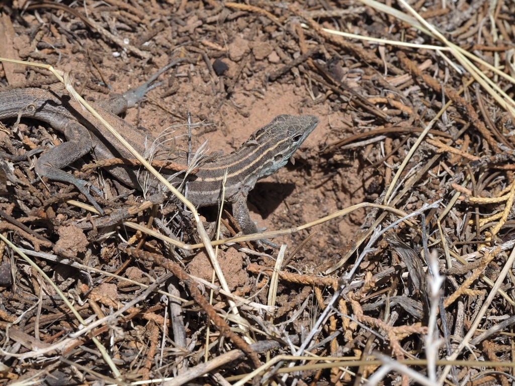 Plateau Striped Whiptail from Monticello, UT 84535, USA on May 17, 2025 ...