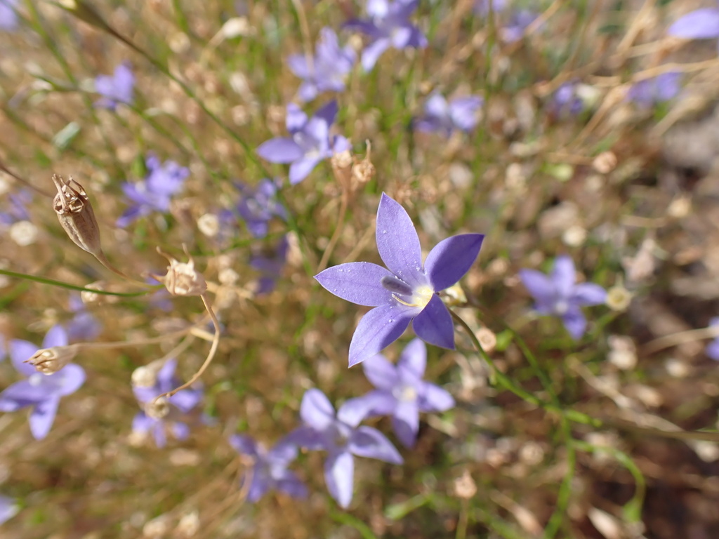 Tufted Bluebell from City of Holdfast Bay, North Brighton, SA, AU on ...