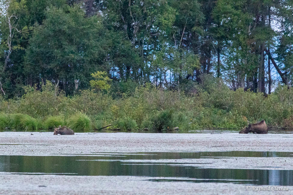 Moose from Parc National de la Pointe Taillon, Lac-Saint-Jean-Est, QC ...