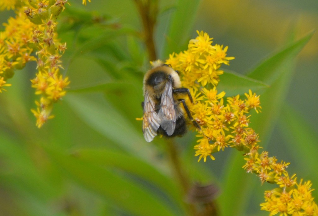 Red-belted Bumble Bee from Rock County, WI, USA on September 7, 2019 at ...
