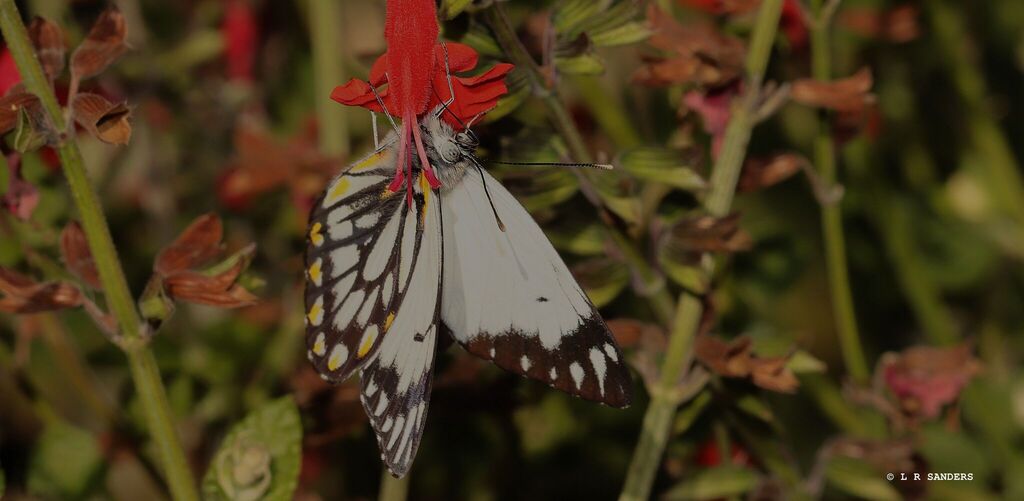 Caper White from Emerald QLD, Australia on May 18, 2025 at 09:59 AM by ...