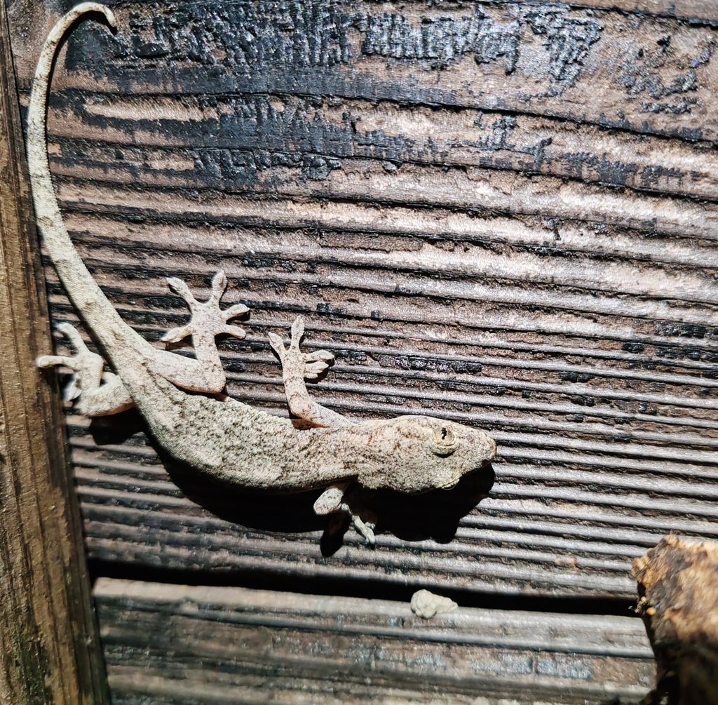 Japanese Giant Gecko from 2586-1 Kitagawa, Tsuno, Takaoka District ...