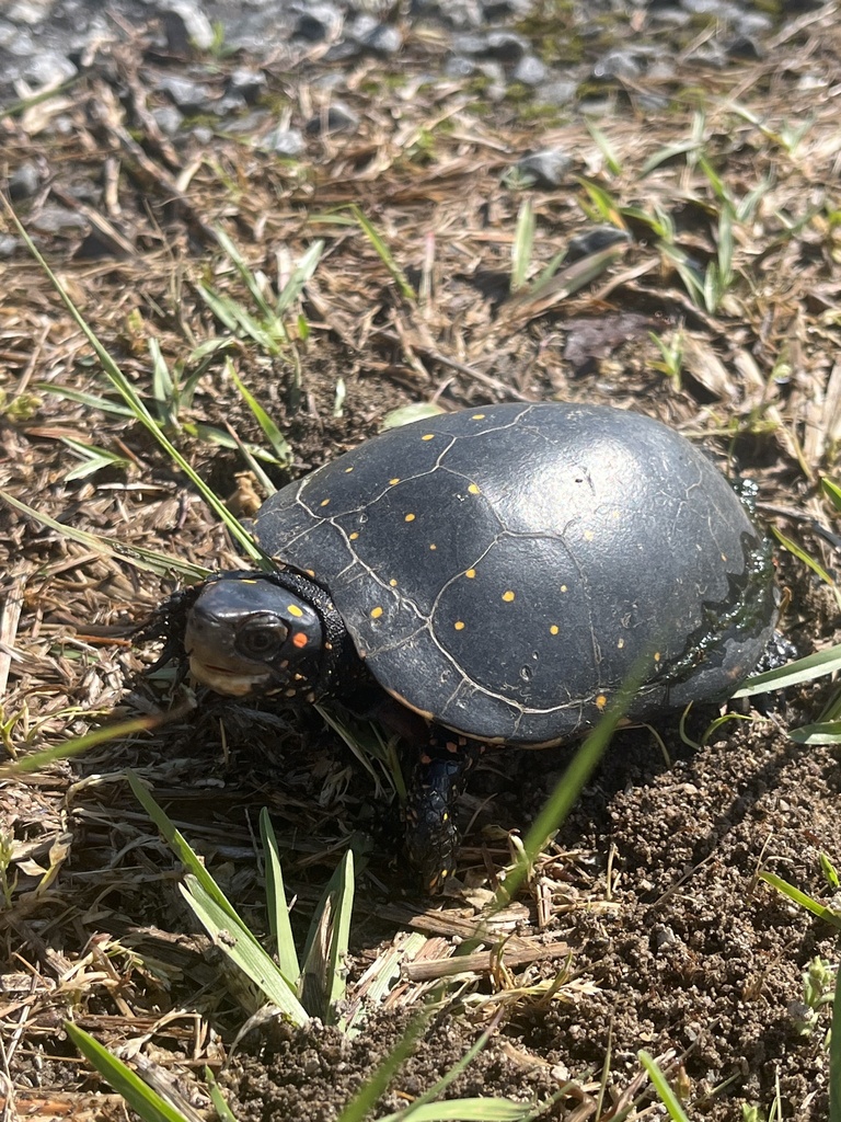 Spotted Turtle in April 2025 by Susannah Halligan. Female, ambiguous ...
