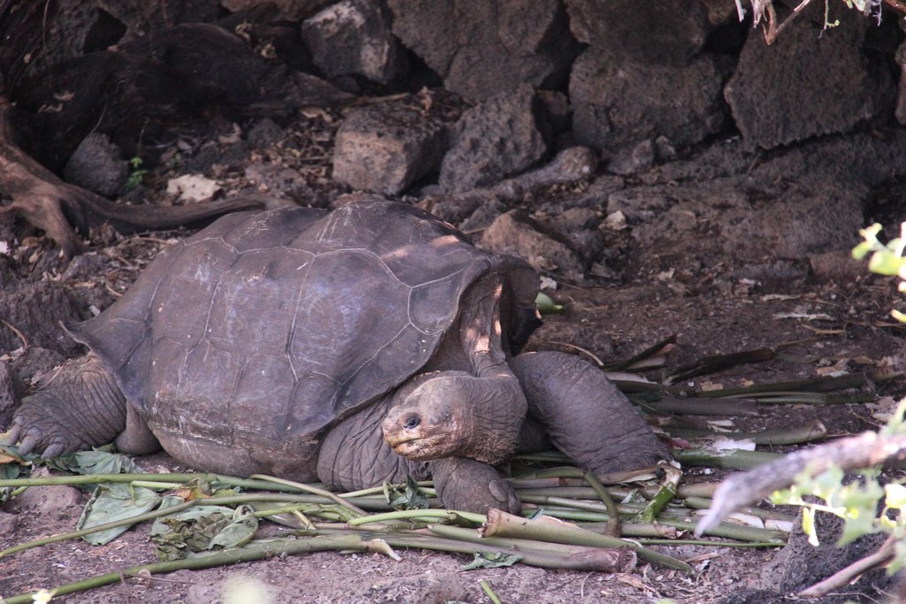 Pinta Giant Tortoise in May 2012 by Wayne. Lonesome George - weeks ...