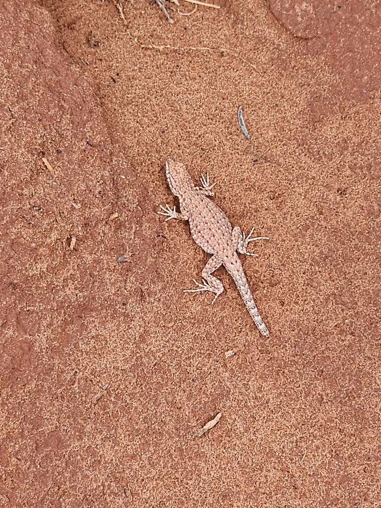 Plateau Side-blotched Lizard from Castle Valley, UT 84532, USA on May ...