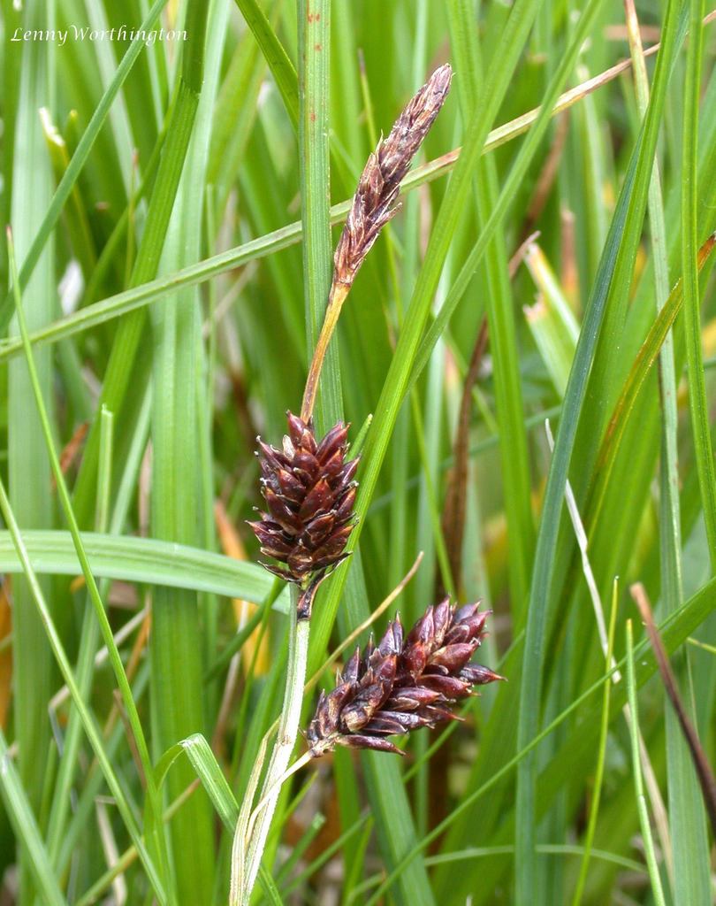 russet sedge from Ben Lawers Perthshire Scotland on July 31, 2005 at 04 ...
