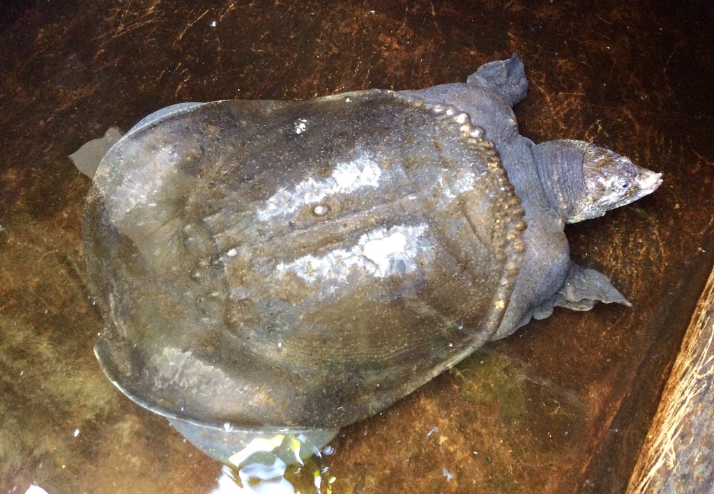 Southeast Asian Softshell Turtle in December 2018 by Nguyễn Văn Hùng ...