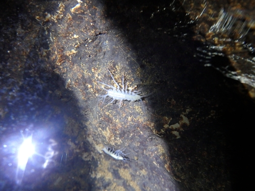 Subspecies Asellus aquaticus cavernicolus · iNaturalist