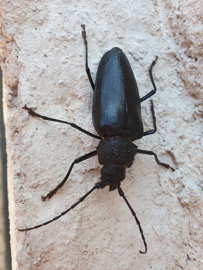 Ergates faber from Cuges-les-Pins, France on September 8, 2019 at 02:07 ...