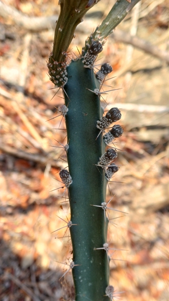 Acanthocereus hesperius in May 2025 by Horeb Trujillo · iNaturalist