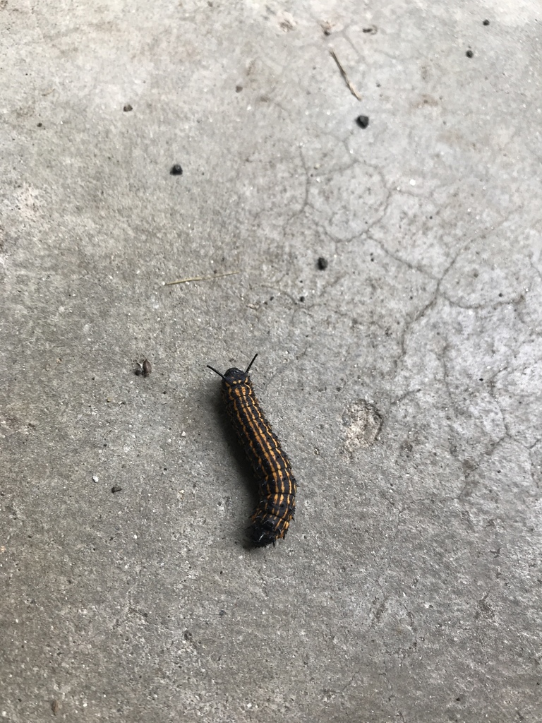 Orange-tipped Oakworm Moth from Purchase Brook Rd, Southbury, CT, US on ...
