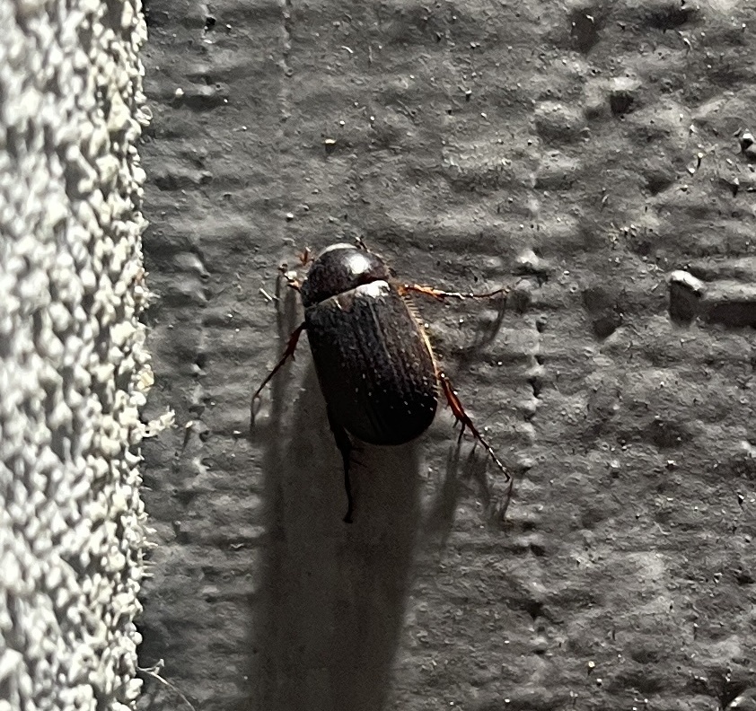 Scarabs from Church of the Nazarene, Redding, CA, US on May 18, 2025 at ...