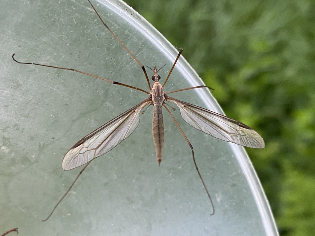 Marsh Crane Fly from North Devon AONB, UK on May 19, 2025 at 05:53 AM ...