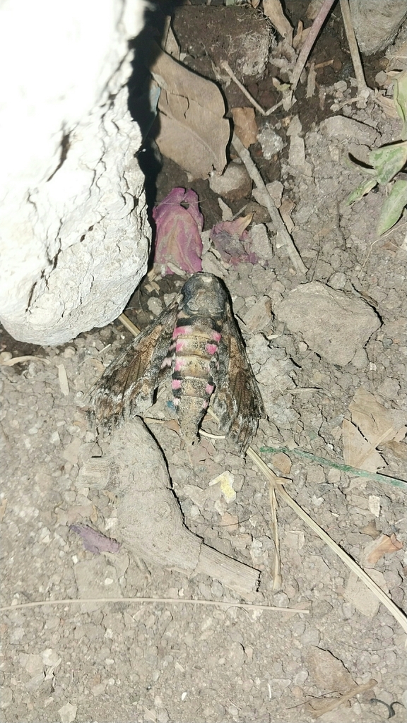 Pink-spotted Hawkmoth from 76723 Qro., México on May 18, 2025 at 08:28 ...