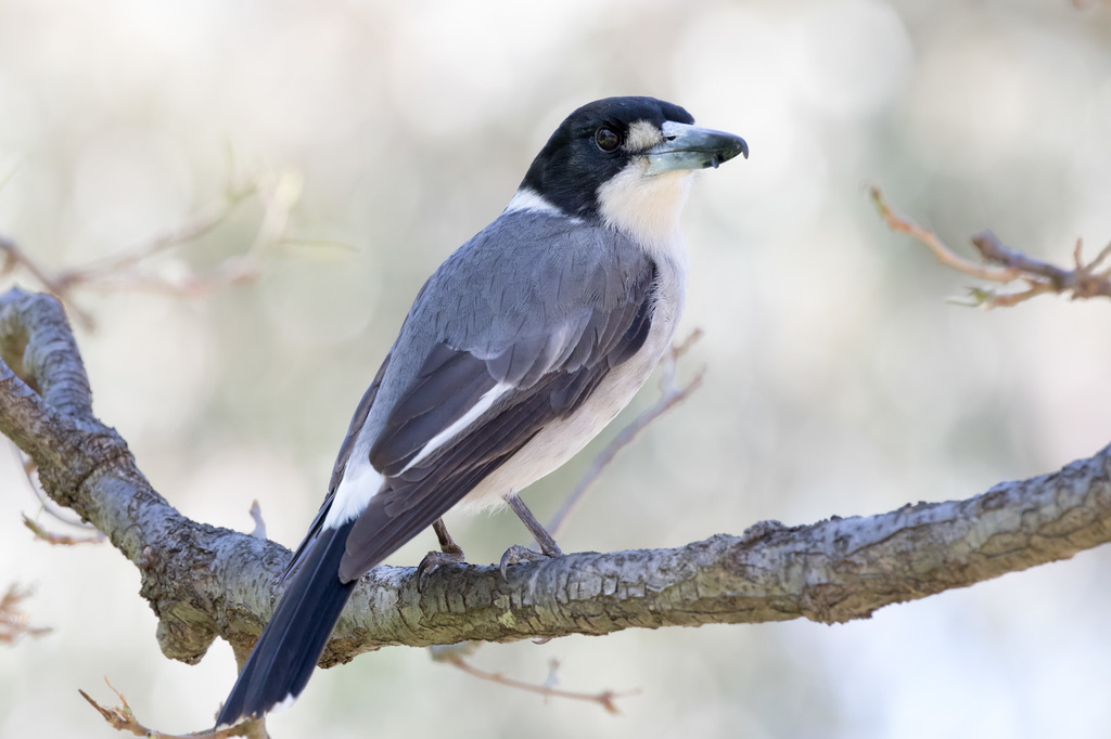 Grey Butcherbird from Sydney NSW, Australia on September 28, 2016 at 12 ...