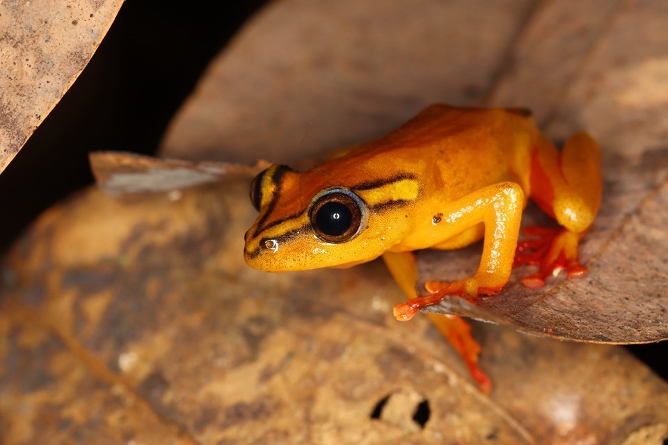 Mainland Reed Frog from Amani on June 11, 2019 at 05:27 PM by Benjamin ...