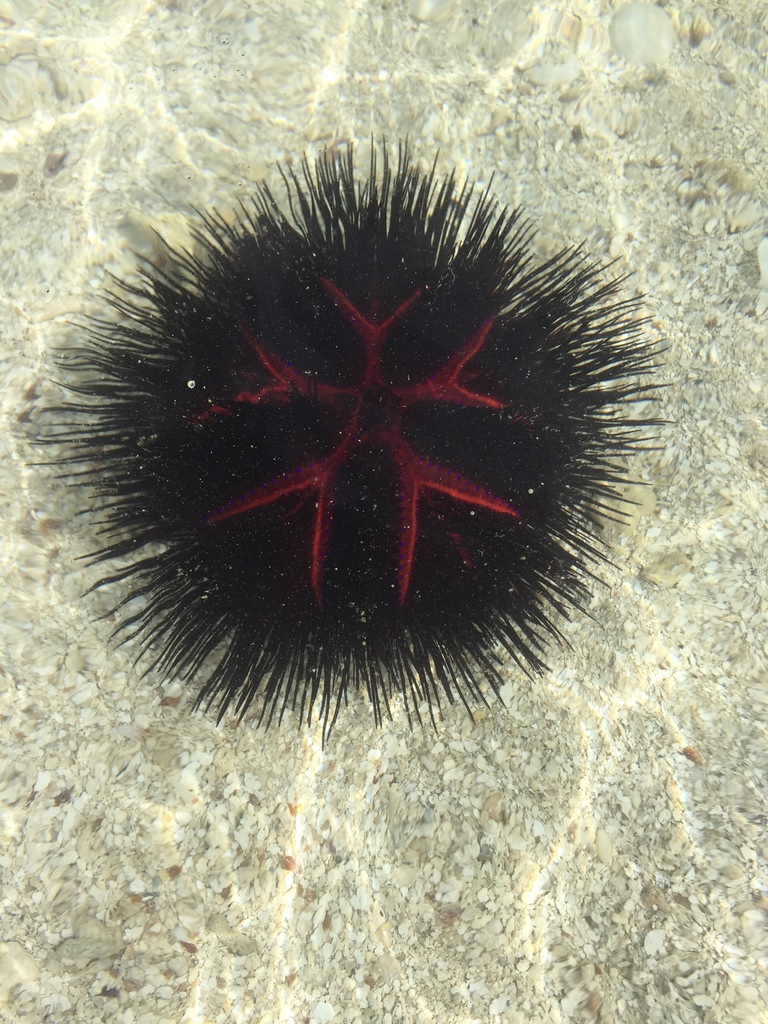 Blue-spotted Urchin from Indian Ocean, Anse Boileau, SC on September 4 ...