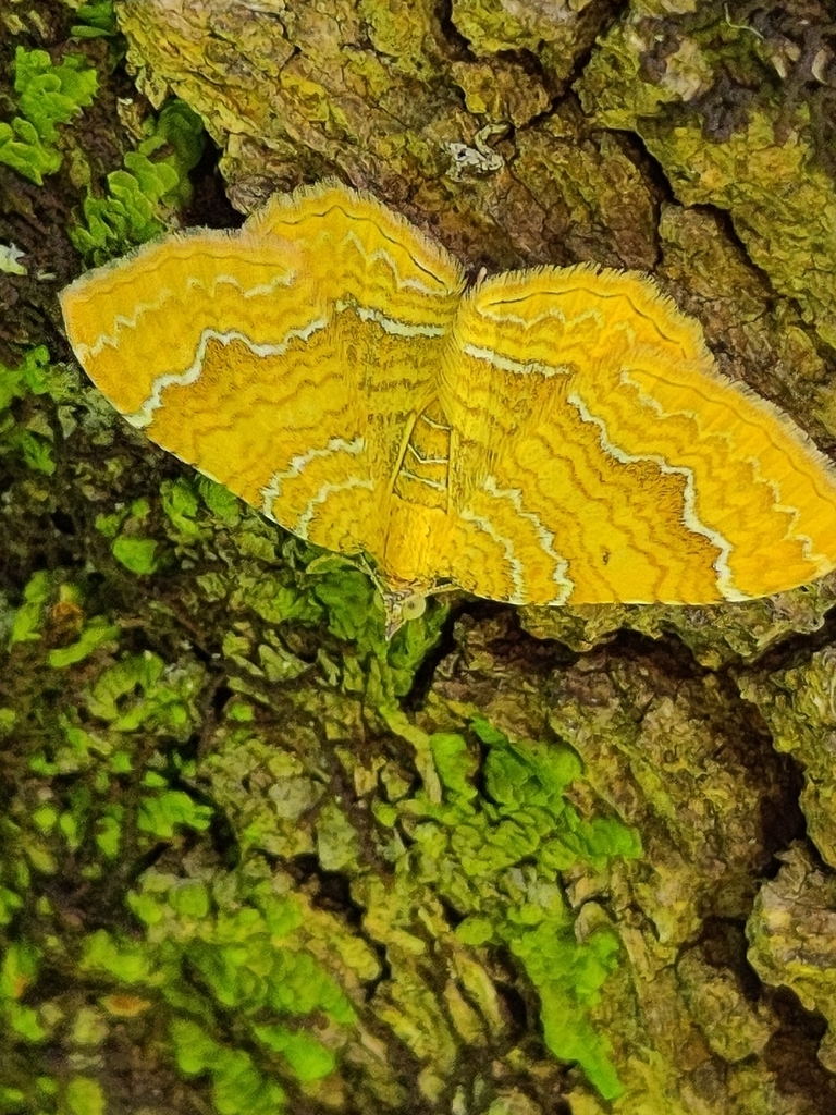 Yellow Shell Moth from 74140 Chens-sur-Léman, France on May 18, 2025 at ...