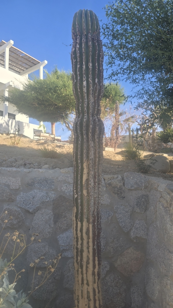 Mexican Giant Cactus from El Teso, 23232 El Sgto., B.C.S., Mexico on ...