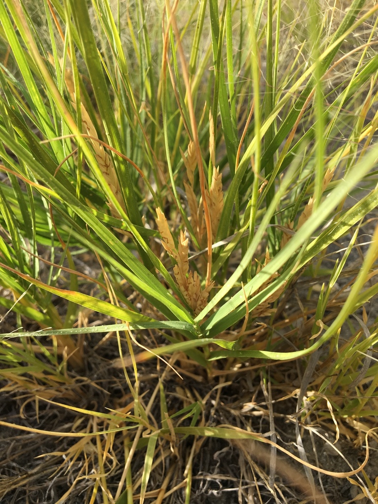 Saltgrass from Mono Lake Tufa State Natural Reserve, Benton, CA, US on ...