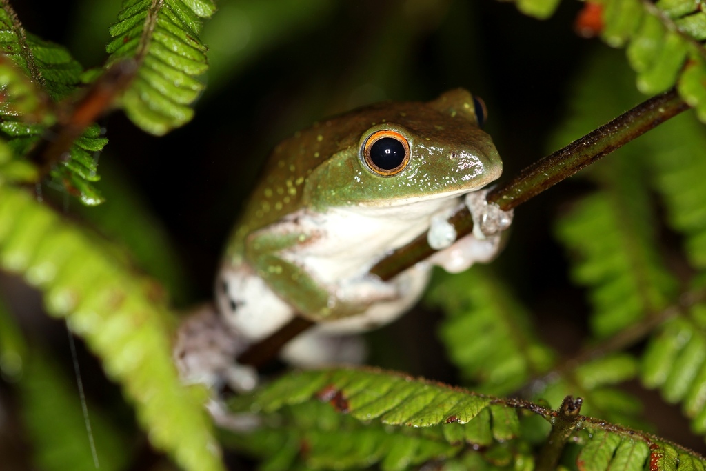 Zhangixalus dorsoviridis from Hoang Lien National Park on March 25 ...