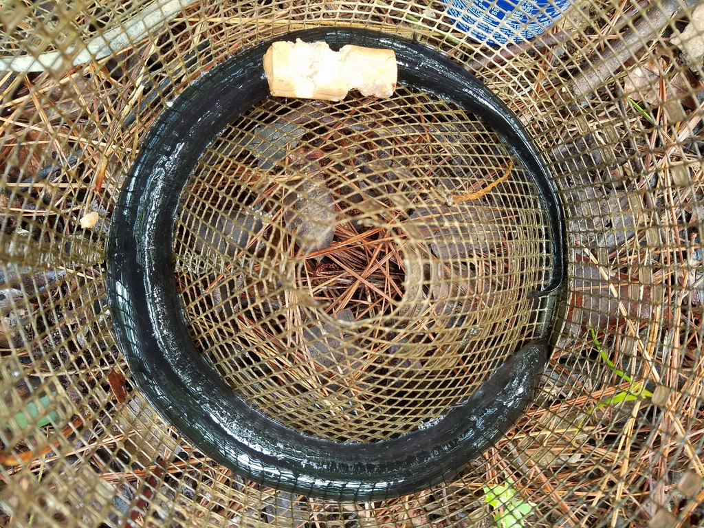 Two-toed Amphiuma from Colly, NC on October 1, 2016 at 10:19 AM by ...