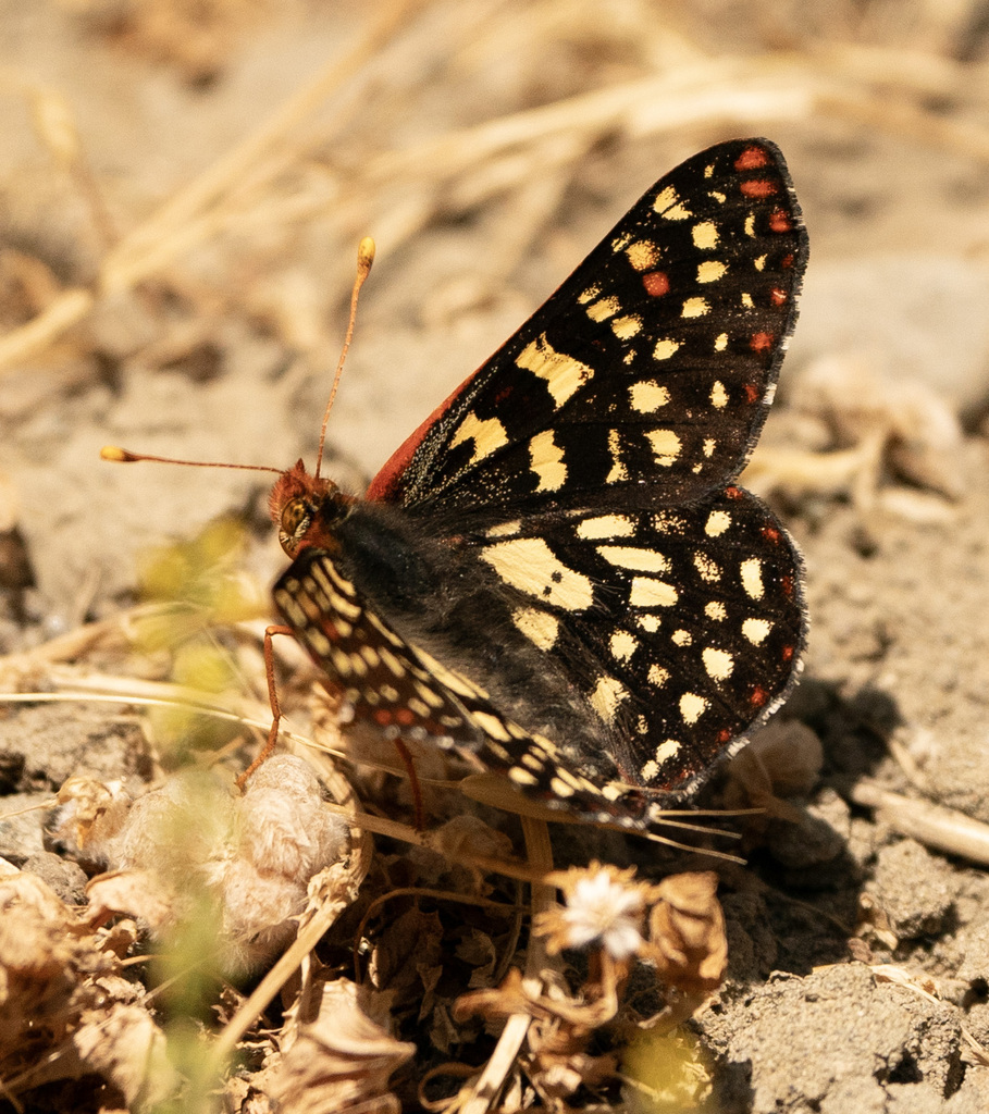 Variable Checkerspot from Alameda County, CA, USA on May 18, 2025 at 11 ...