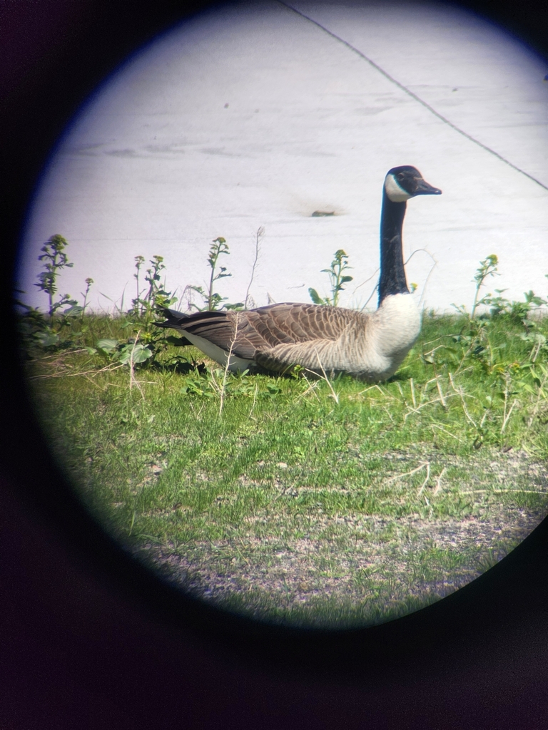 Canada Goose from Sault Ste. Marie, MI 49783, USA on May 19, 2025 at 02 ...