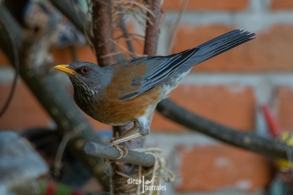 Rufous-backed Robin from Jardines de Morelos, Ecatepec de Morelos, Méx ...