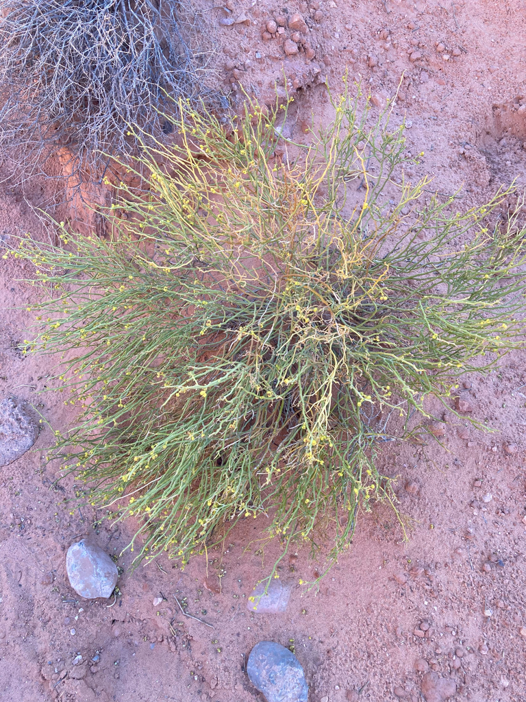 Turpentine Broom from Overton, NV, US on May 10, 2025 at 08:06 AM by ...