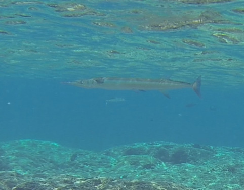 Mexican Needlefish from Marina Chahue, P Marina Chahue, Crucecita, Oax ...