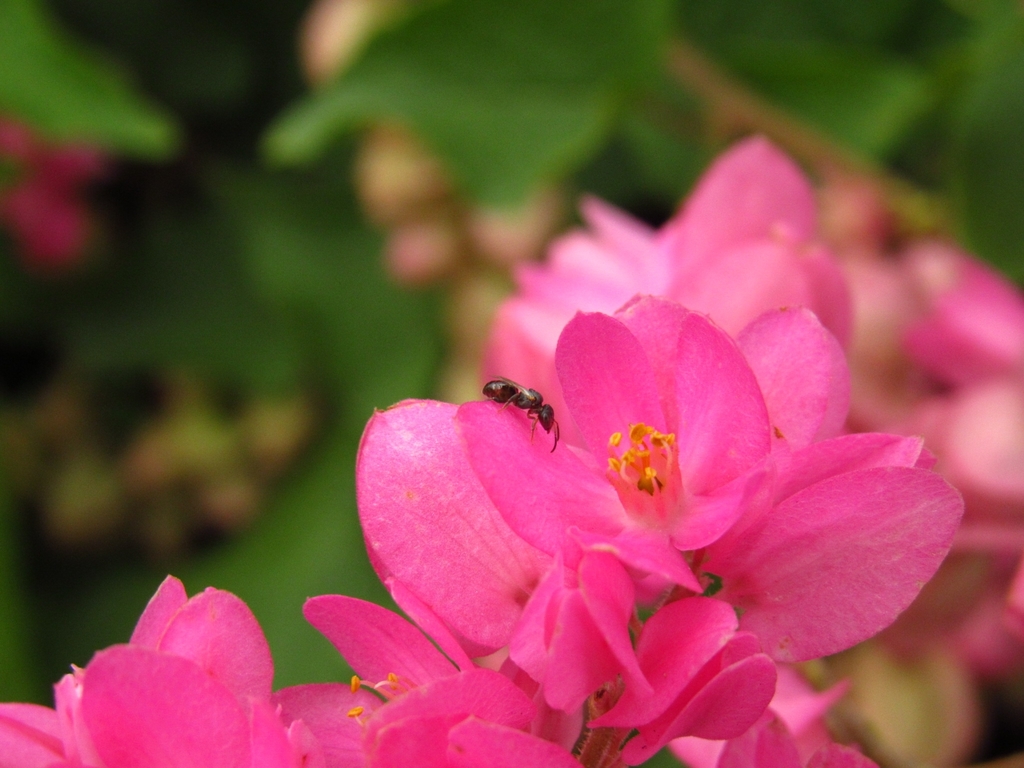 Trigonisca pipioli from Motul, Yuc., México on January 5, 2019 at 11:45 ...