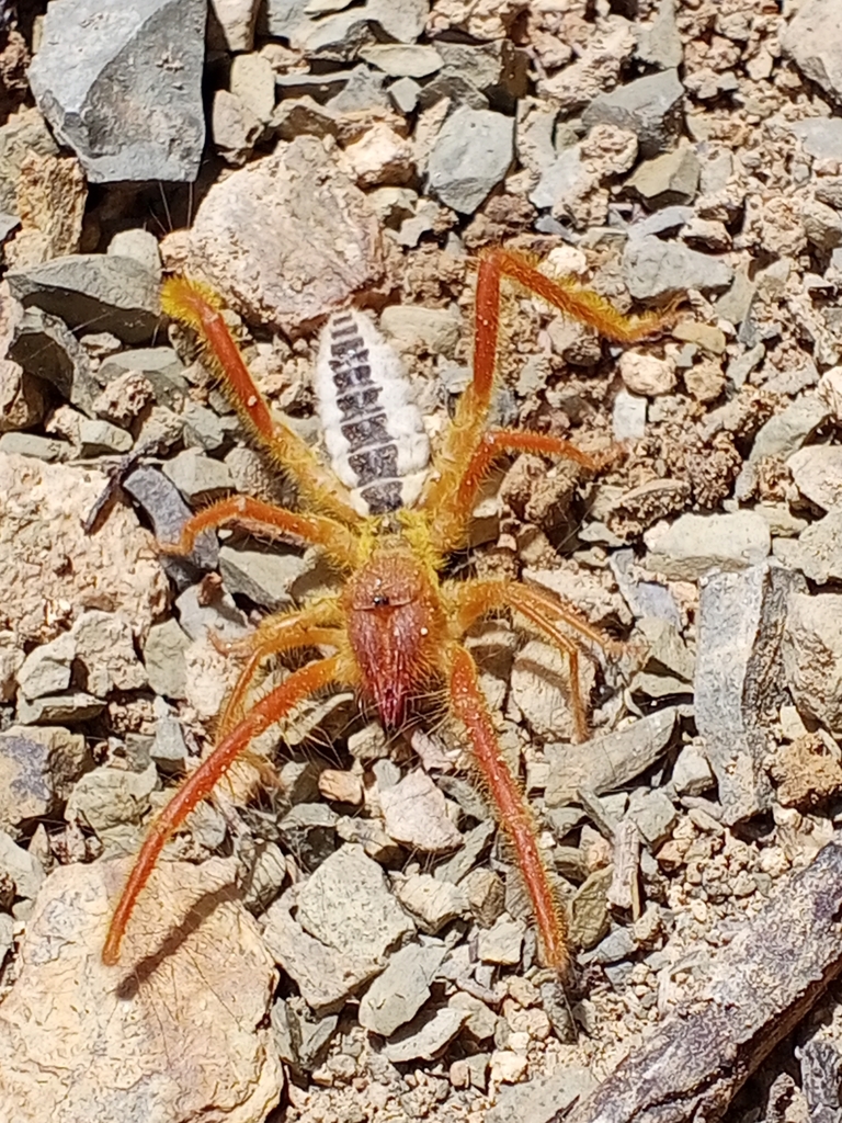 Galeodes venator from Errisala, Tunisia on May 19, 2025 at 01:46 PM by ...
