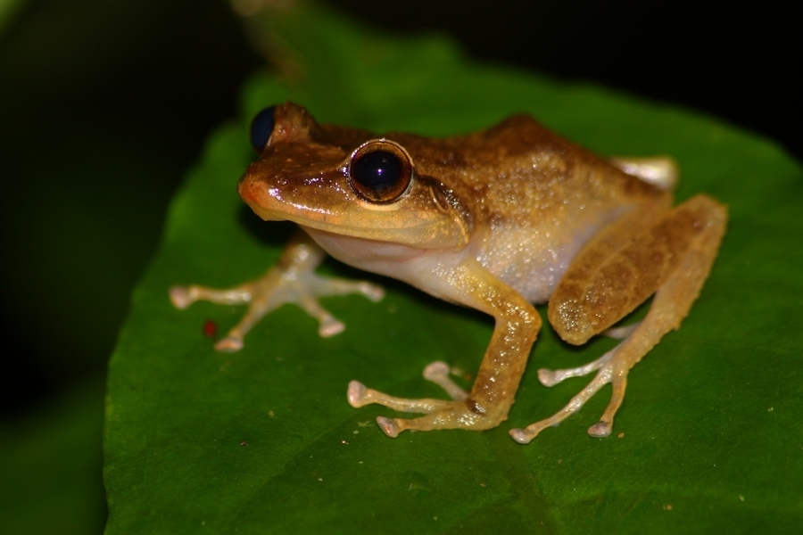 Common Coqui from Mameyes II, Río Grande 00745, Porto Rico on April 25 ...