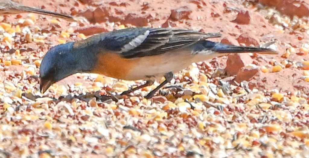 Lazuli Bunting from Clark County, NV, USA on May 10, 2025 at 09:27 AM ...