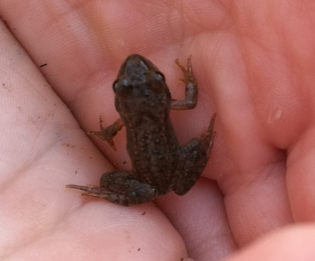 European Common Frog from 5700 Voss, Norge on September 08, 2019 at 04: ...