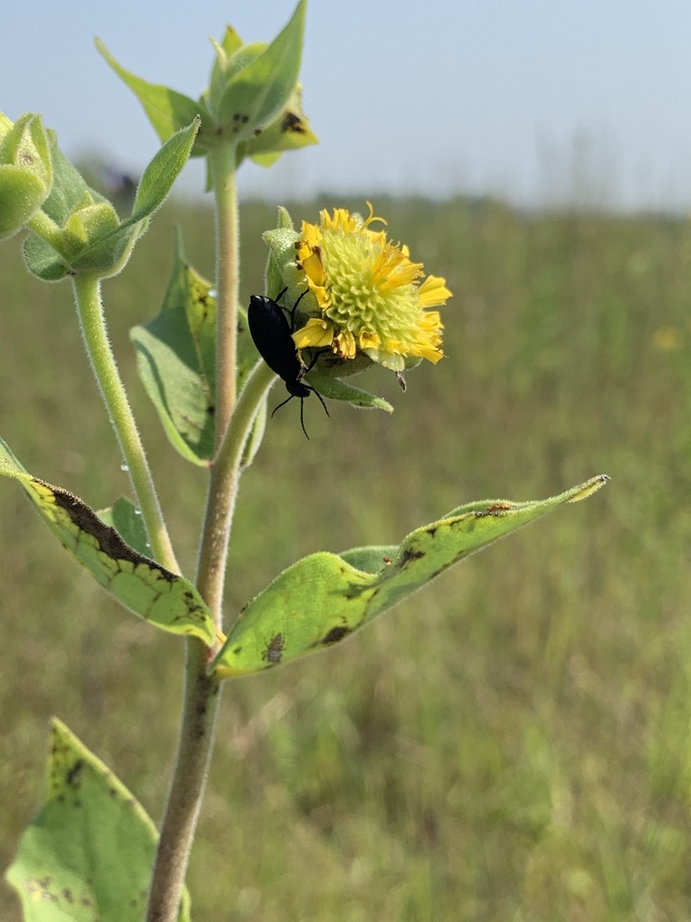 Burning Blister Beetles from Bienville National Forest, Forest, MS, US ...