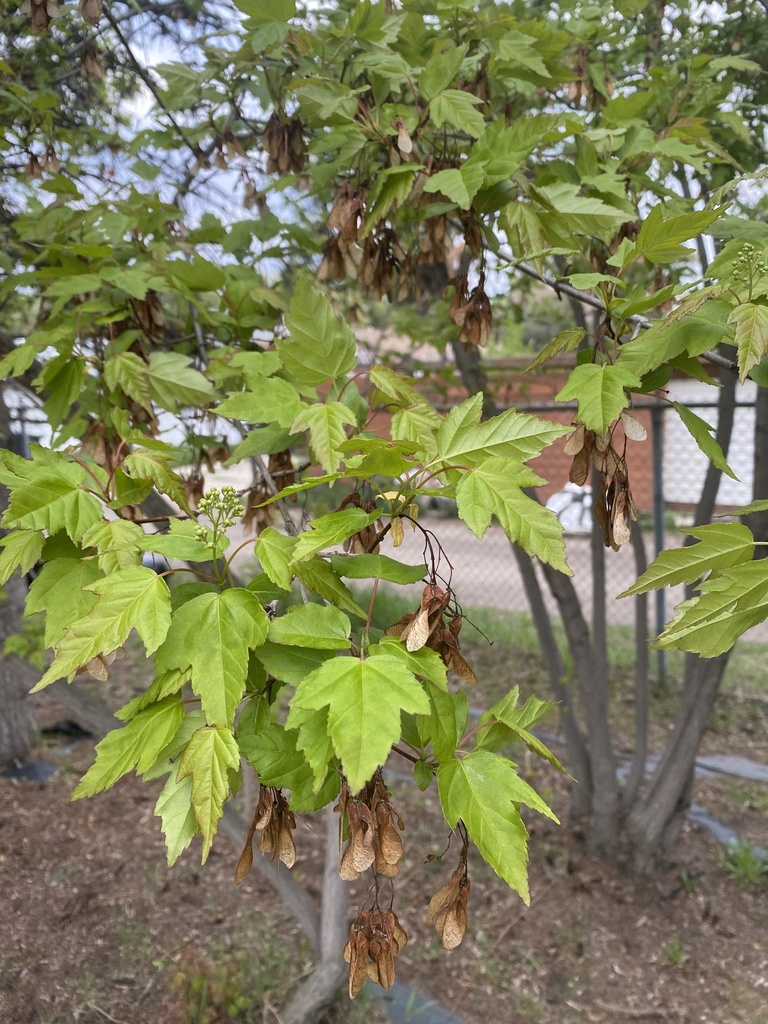 Amur Maple from 73 Ave NW, Edmonton, AB, CA on May 19, 2025 at 08:24 PM ...