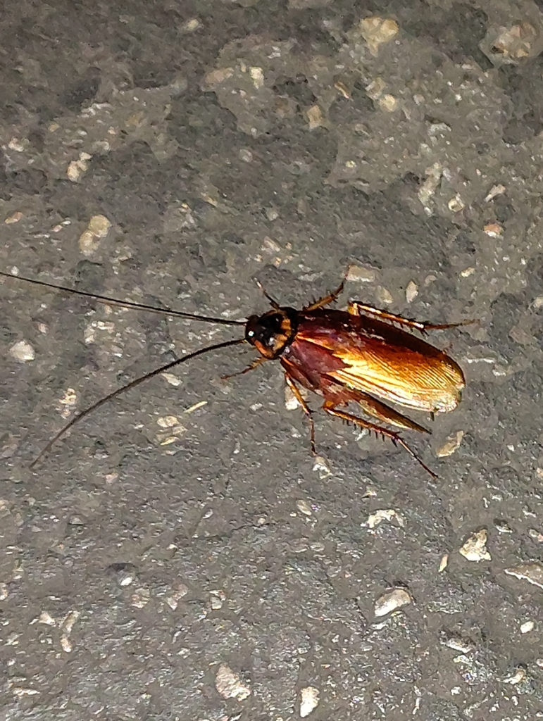 American Cockroach from Las Vegas, NV 89119, USA on May 19, 2025 at 08: ...
