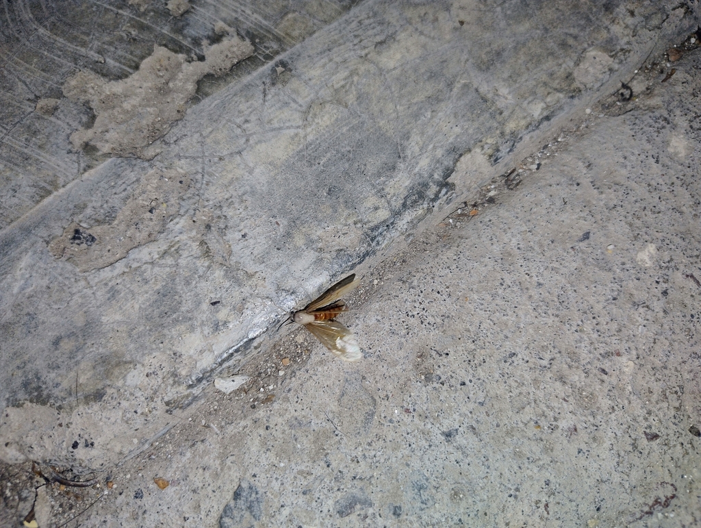 Labidus coecus from Banthi, 76804 San Juan del Río, Qro., México on May ...