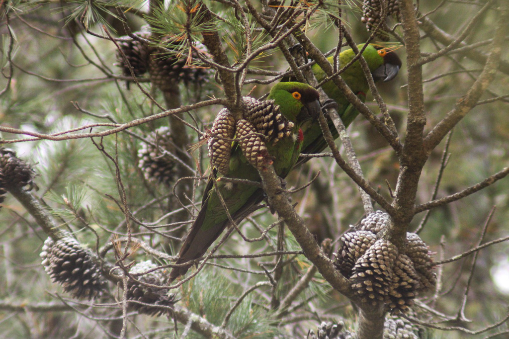 Maroon-fronted Parrot in April 2025 by Brianda Soto · iNaturalist