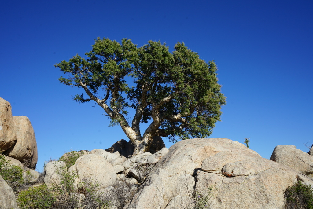 Baja Elephant Tree from 22965 Cataviña, Baja California, Mexico on ...
