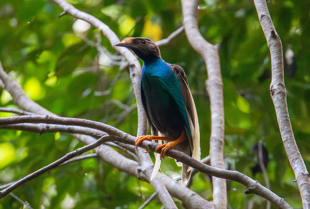 Halmahera Standardwing from Central Halmahera Regency, North Maluku ...