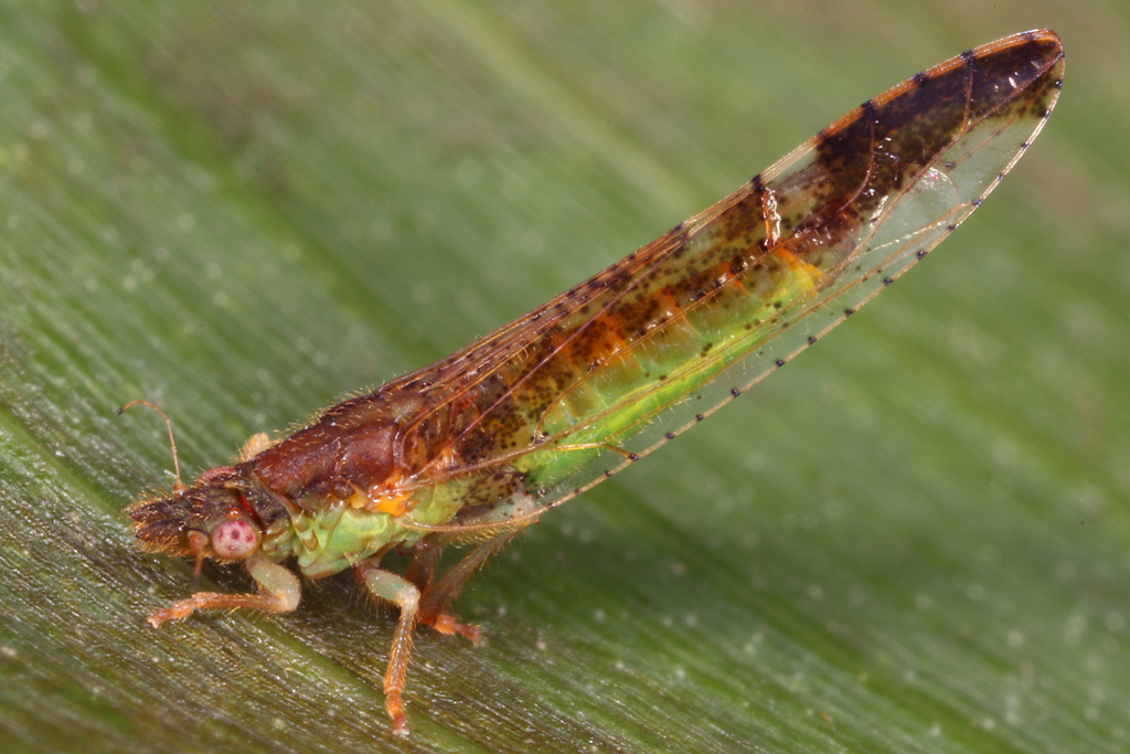 Triozidae from Costa Rica, Wilson Botanical Garden, Las Cruzes on March ...