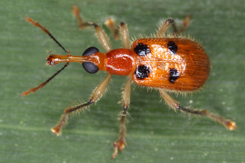 Eugnamptus quadrimaculatus · iNaturalist