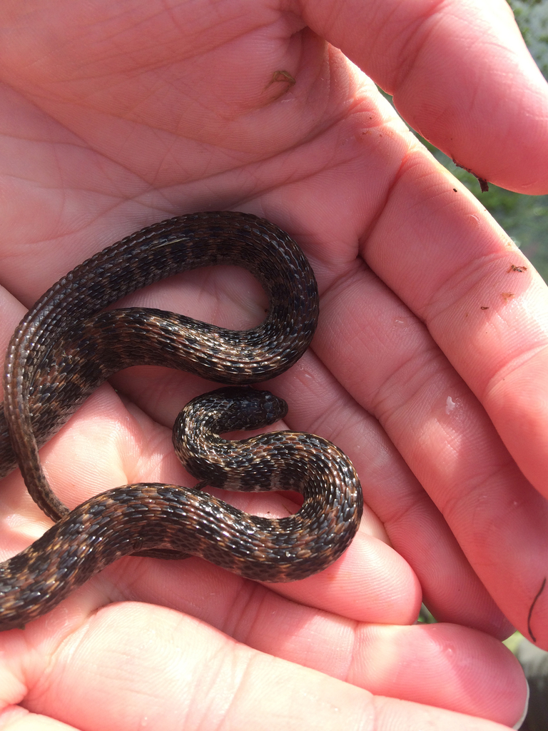 Kirtland's Snake in October 2016 by Meghan Carpenter · iNaturalist