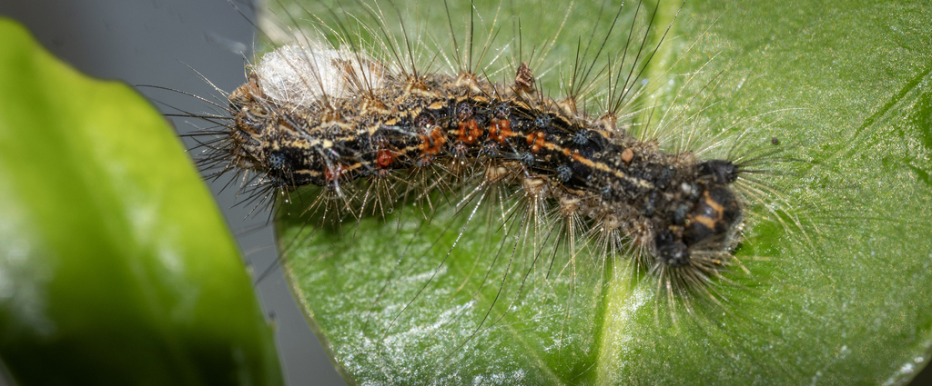 Spongy Moth from 66740 Villelongue-dels-Monts, France on May 17, 2025 ...