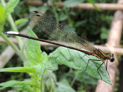 Caliphaea confusa · iNaturalist United Kingdom