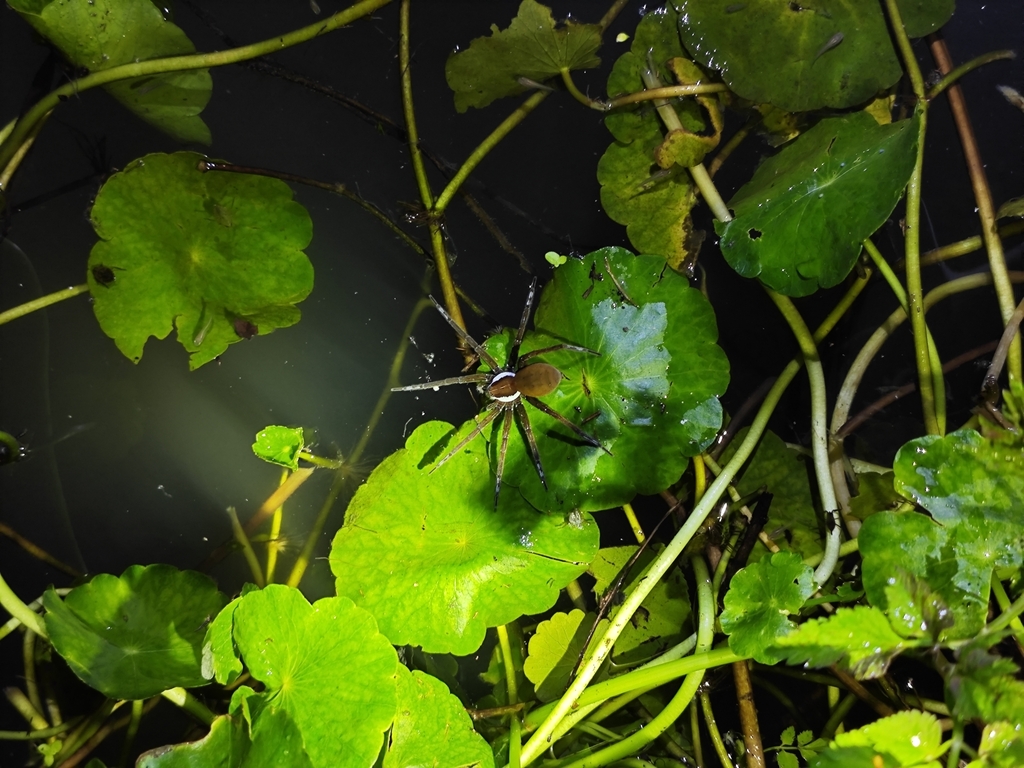 Dolomedes raptor from 浙江省舟山市定海区桃湾新村(三区) on May 20, 2025 at 10:49 PM by ...